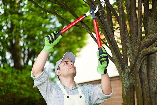 How Tree Trimming Services Help You Maintain a Safe and Beautiful ...